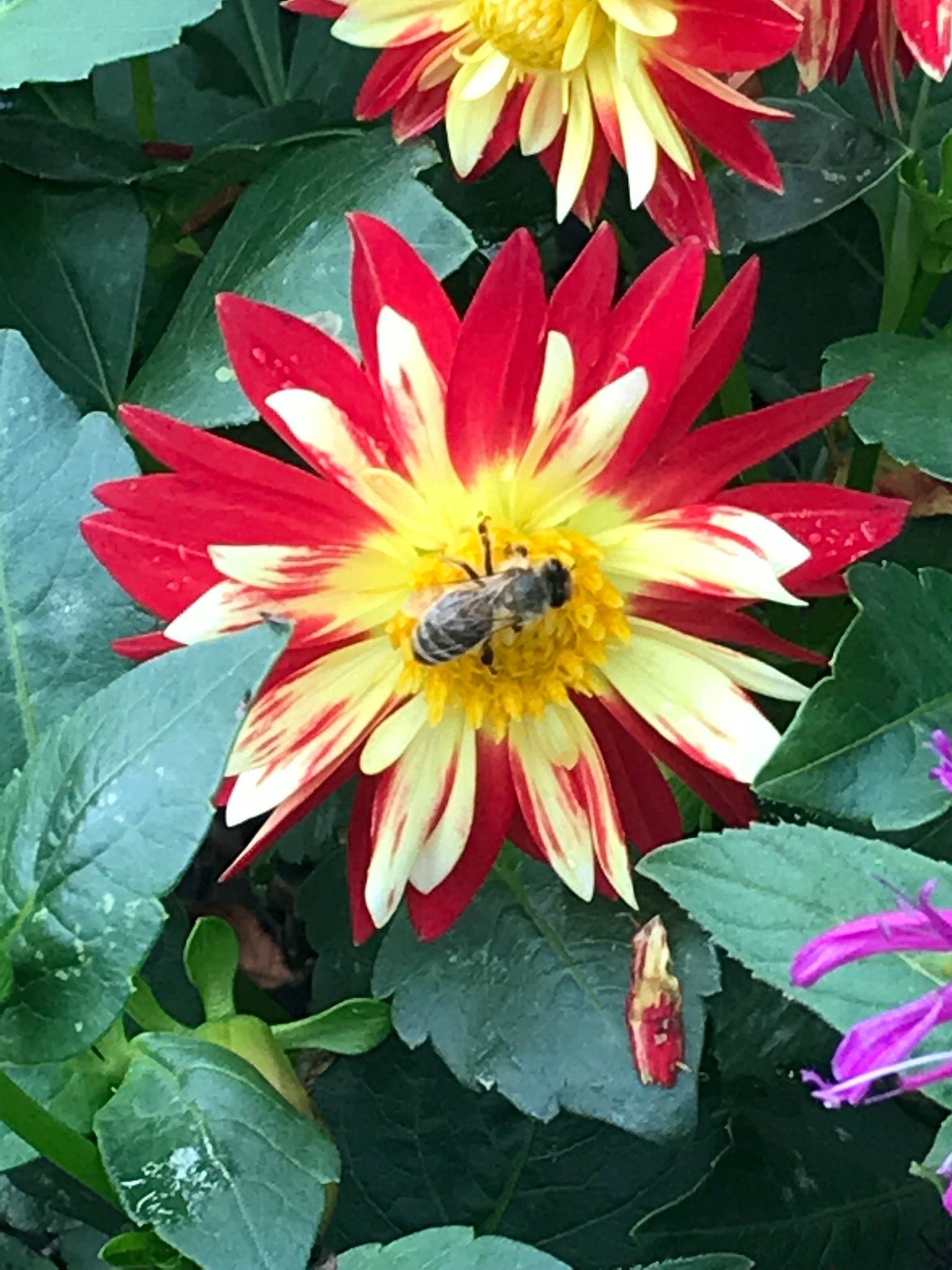 Honey Production – Suzbees
