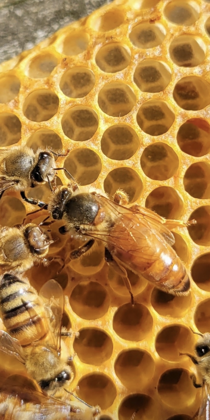 The Queen Bee – Suzbees